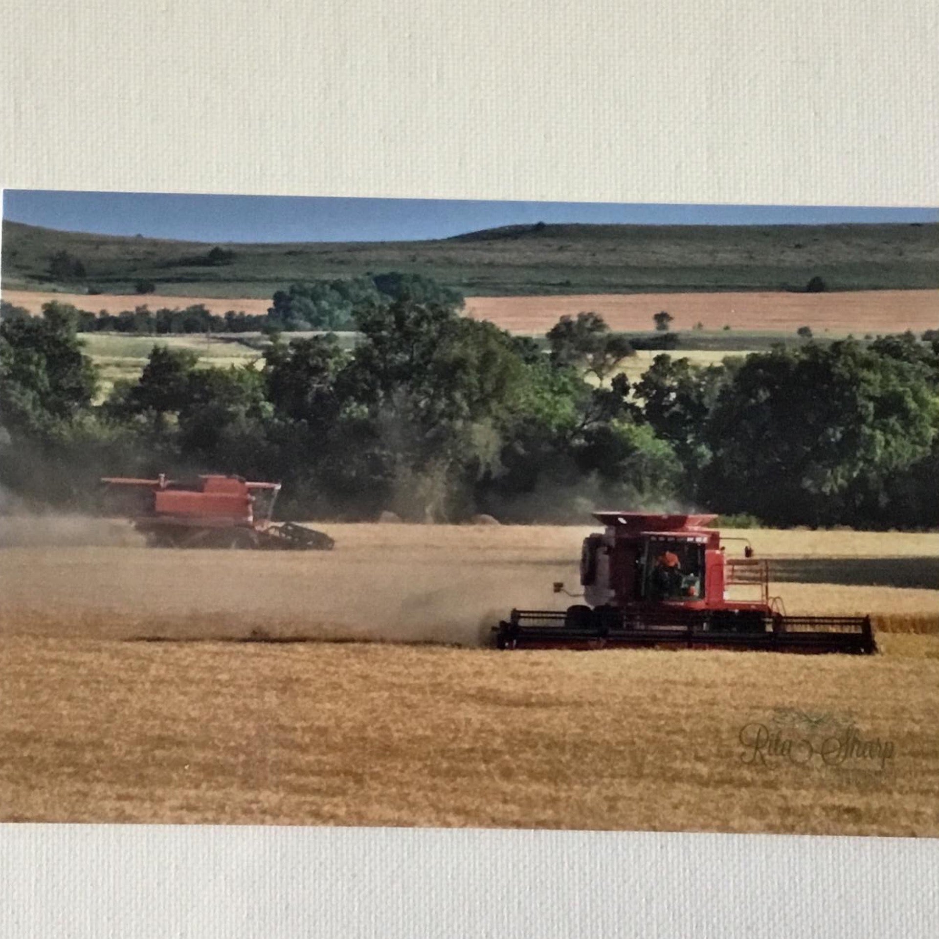 Wheat Harvest Cards | Switchgrass