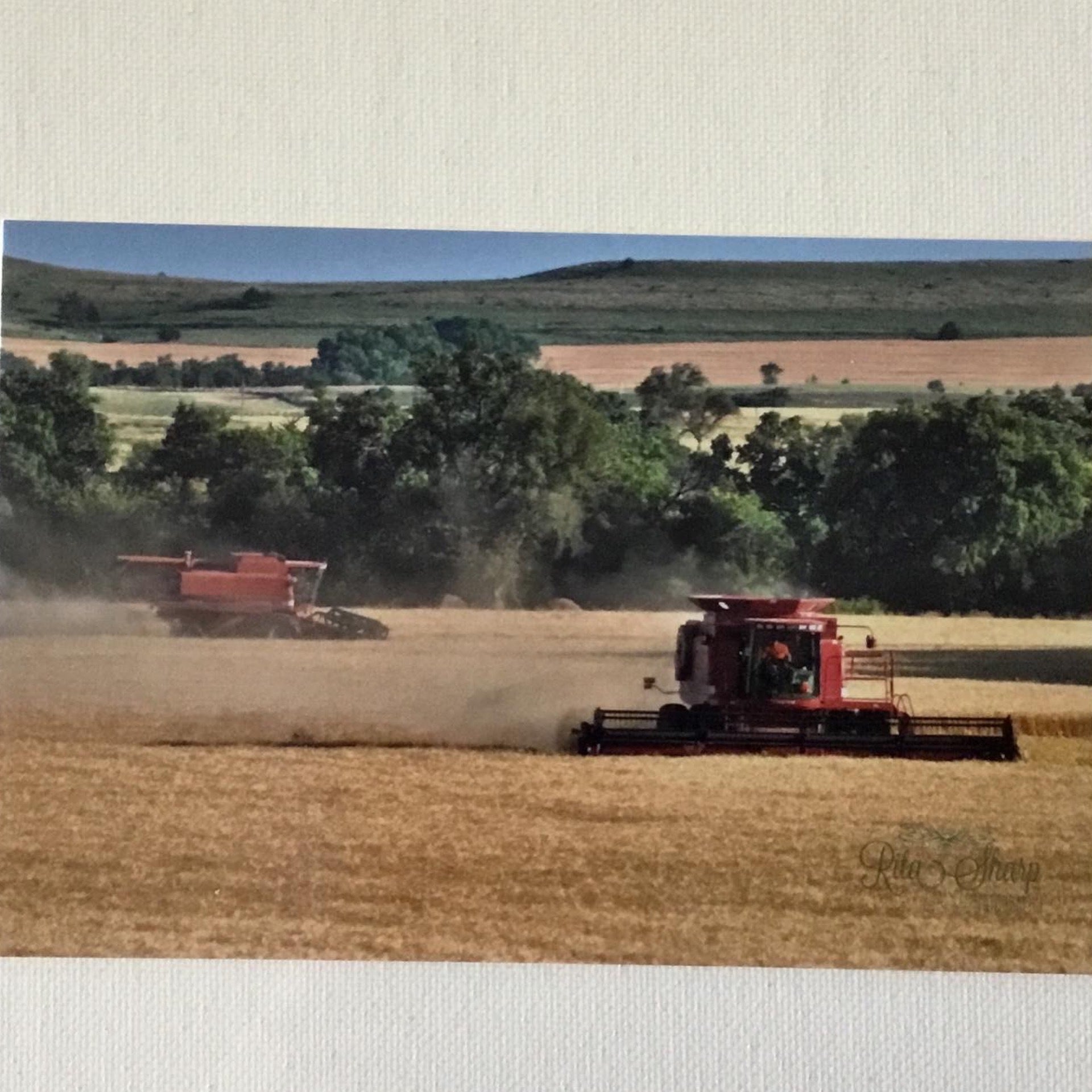 Wheat Harvest Cards | Switchgrass